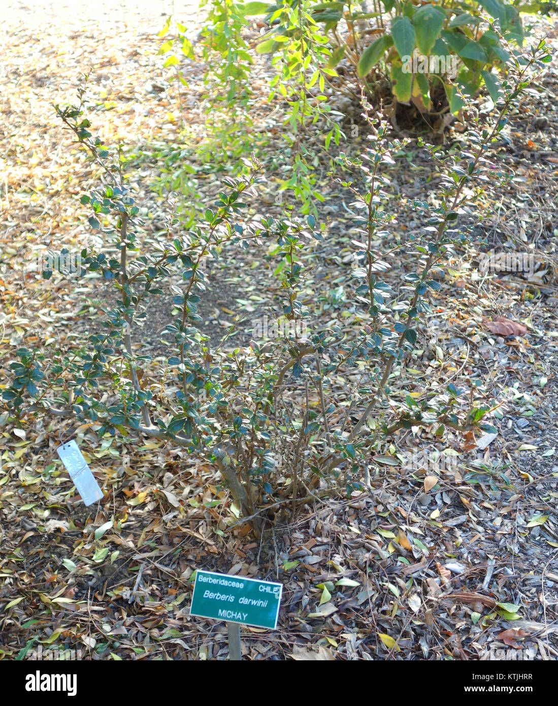 Berberis darwinii, also known as Darwin's Barberry, is a shrub native ...