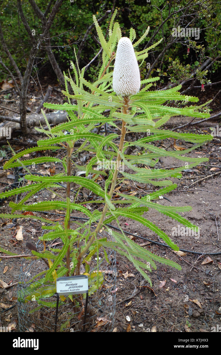 Banksia prionotes is a species of Banksia, native to Australia, with a ...