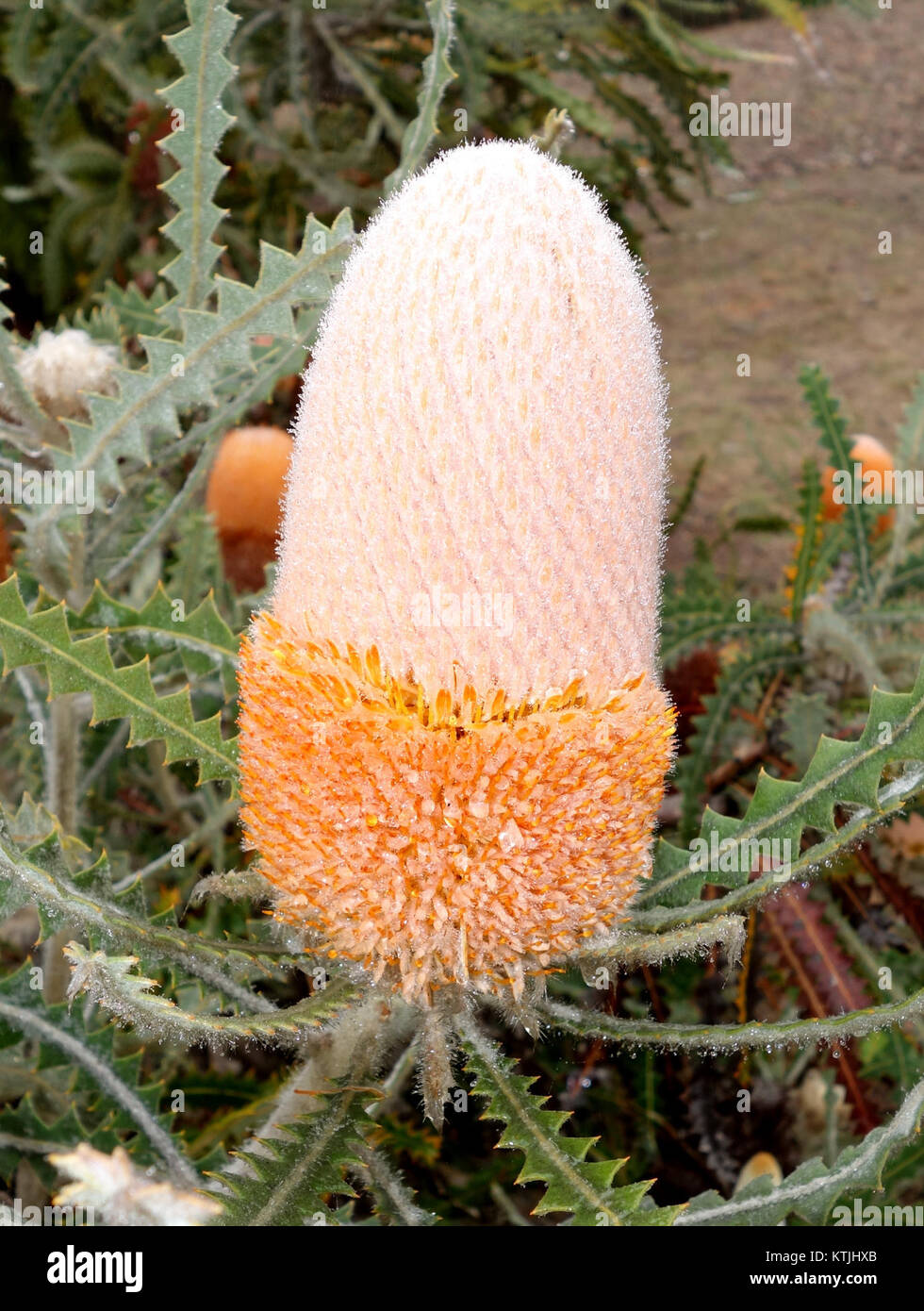 Rare banksia hi-res stock photography and images - Alamy