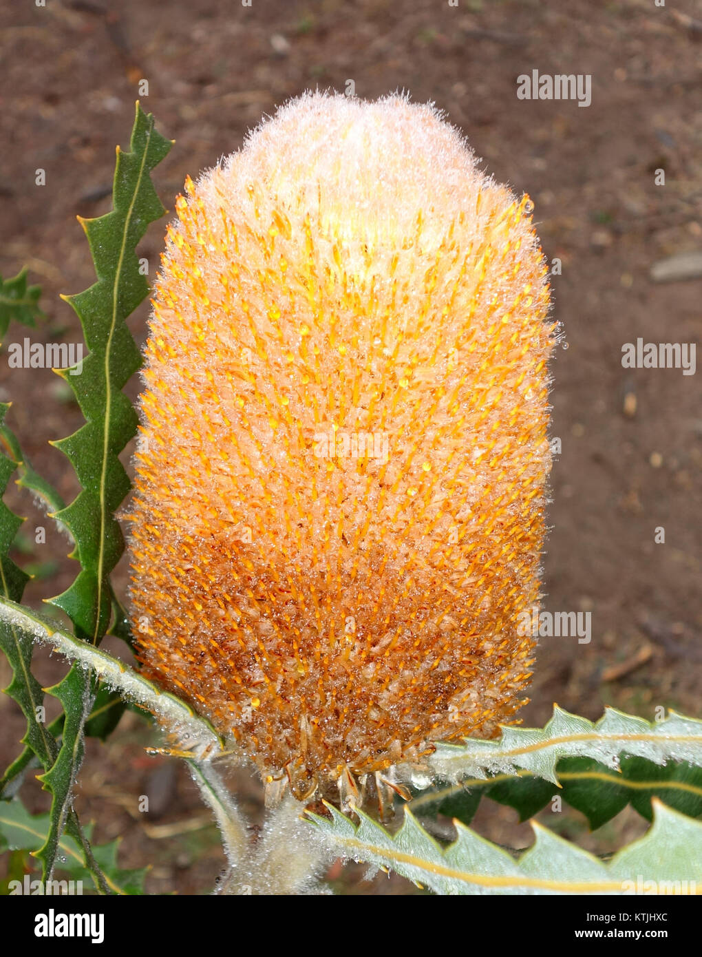Banksia victoriae, a rare species native to Australia, is displayed at ...