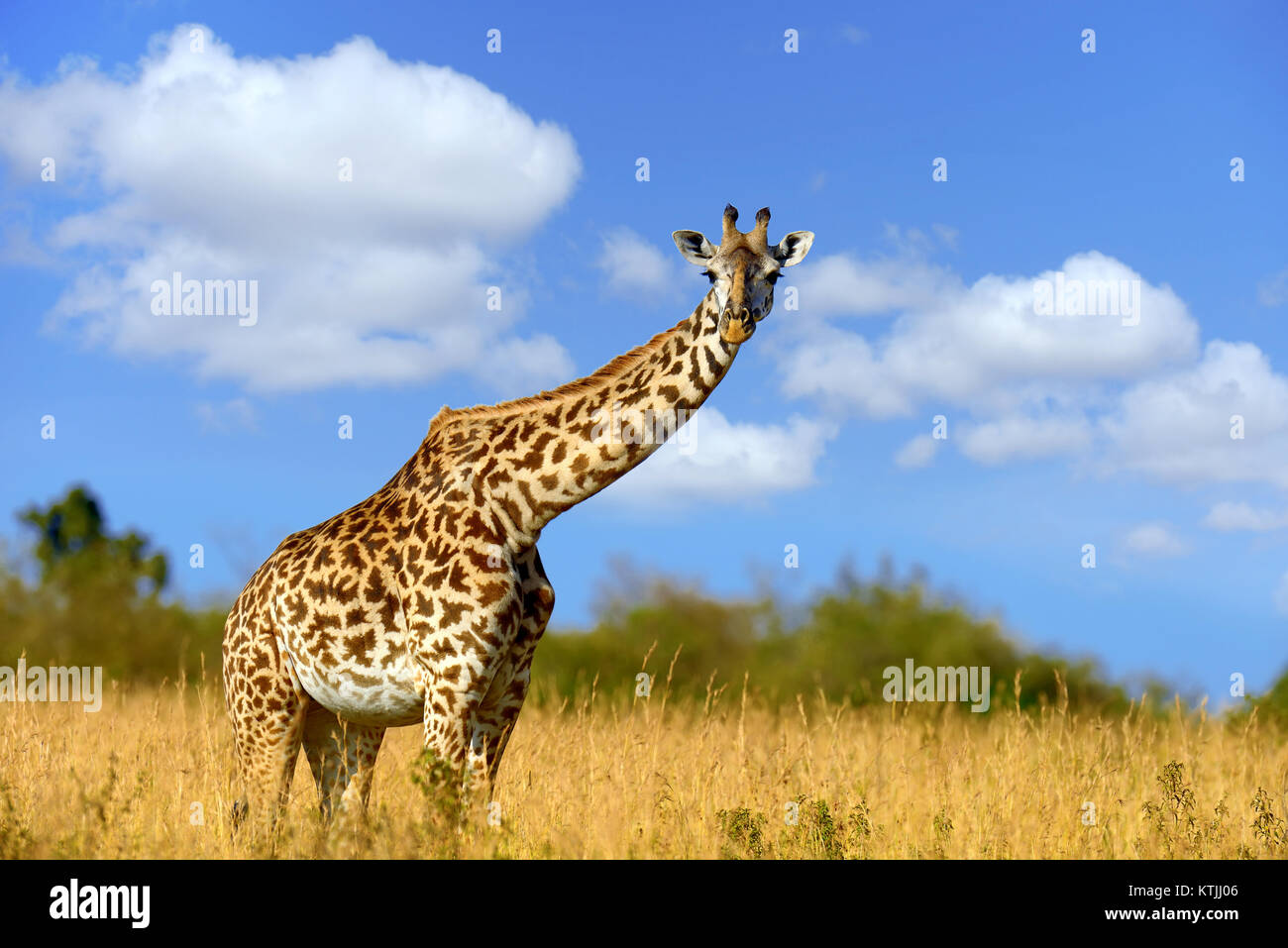 Giraffe on savannah in National park of Africa Stock Photo - Alamy