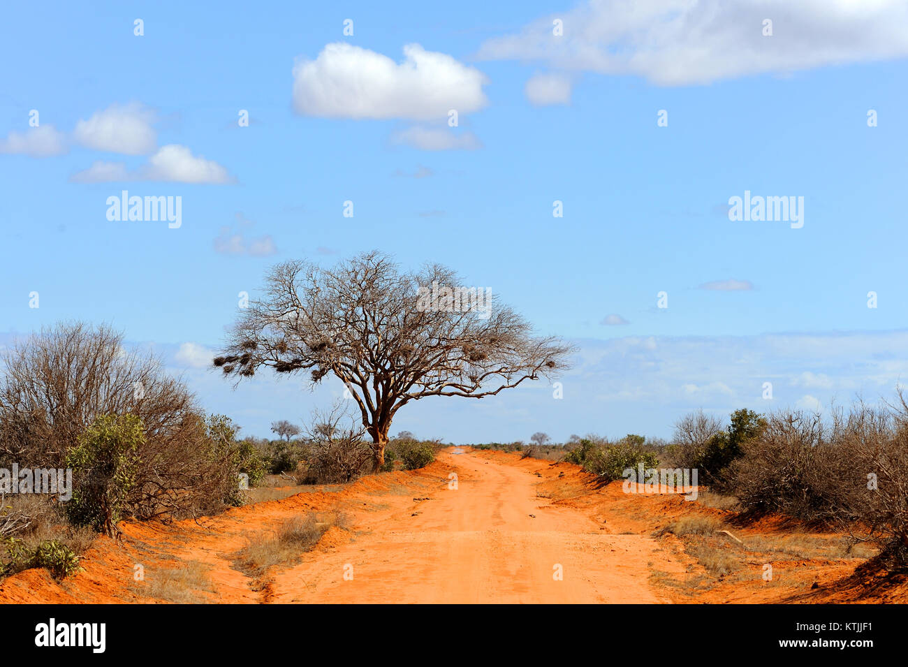 Beautiful landscape with tree in Africa Stock Photo - Alamy