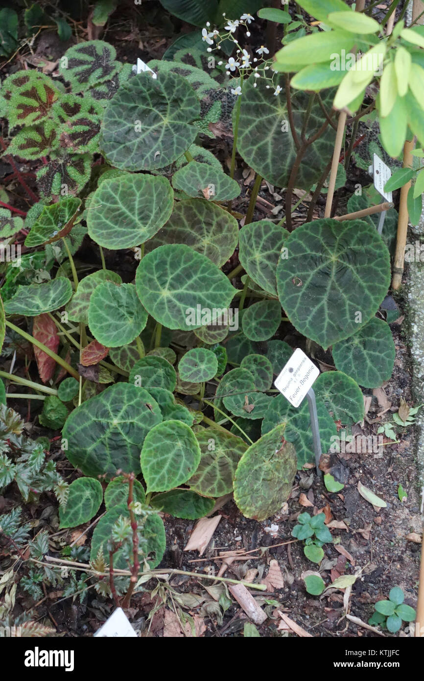 Begonia goegoensis is a unique species of begonia, displayed at the ...