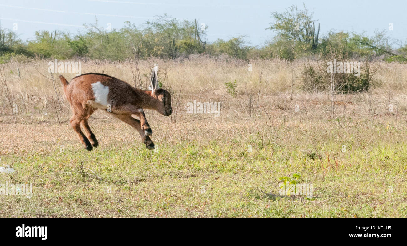 A playful scene of a baby goat joyfully jumping, capturing the animal's ...