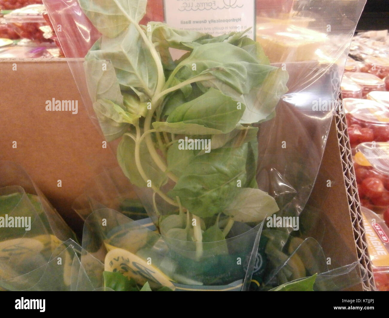 A basil plant wrapped in plastic is an unusual preservation method ...