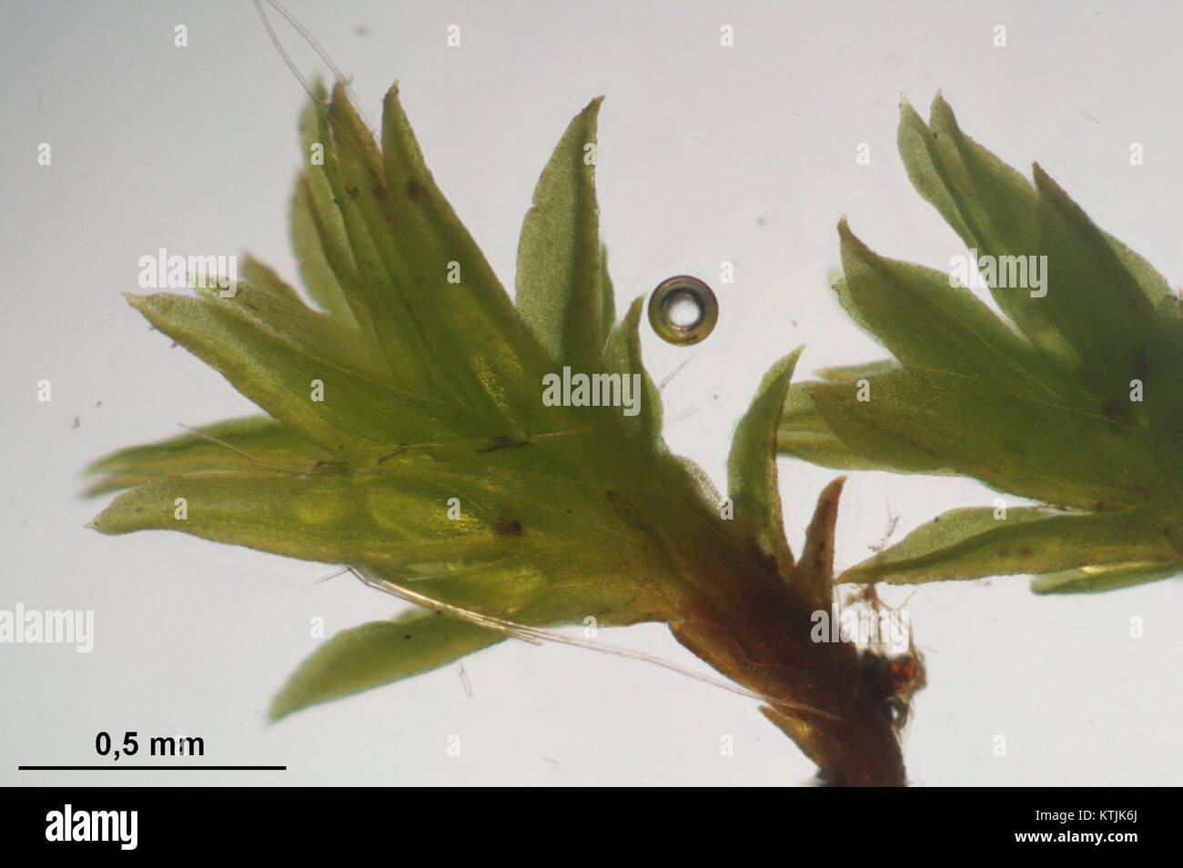 Barbula convoluta is a species of moss, identified by its unique ...