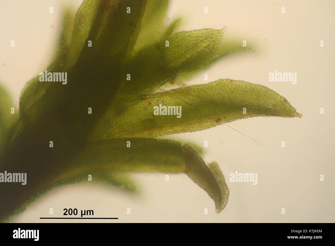 Convoluta hi-res stock photography and images - Alamy