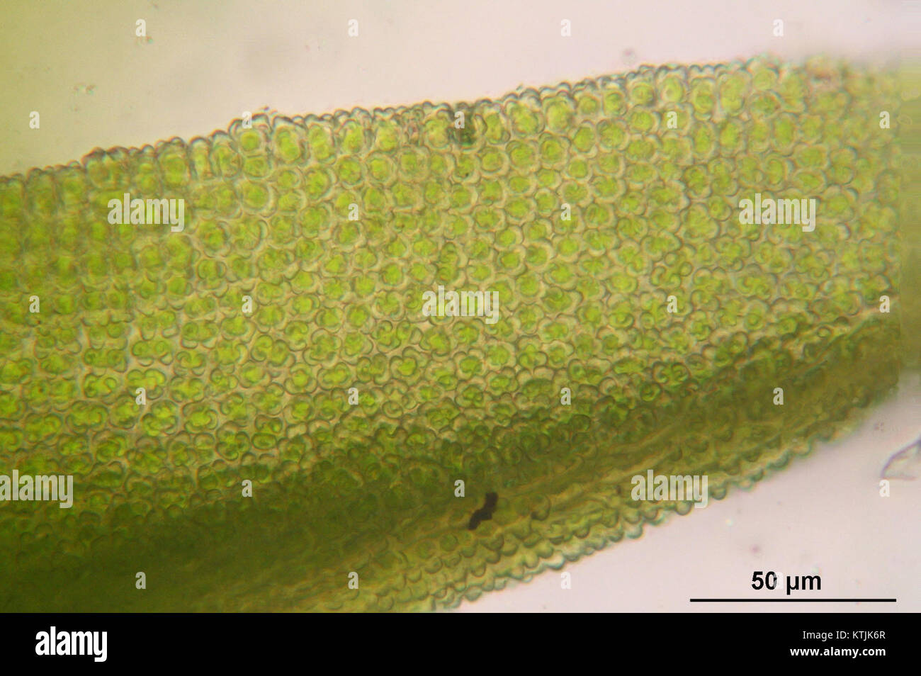 Barbula convoluta is a species of moss within the family Barbuliaceae ...