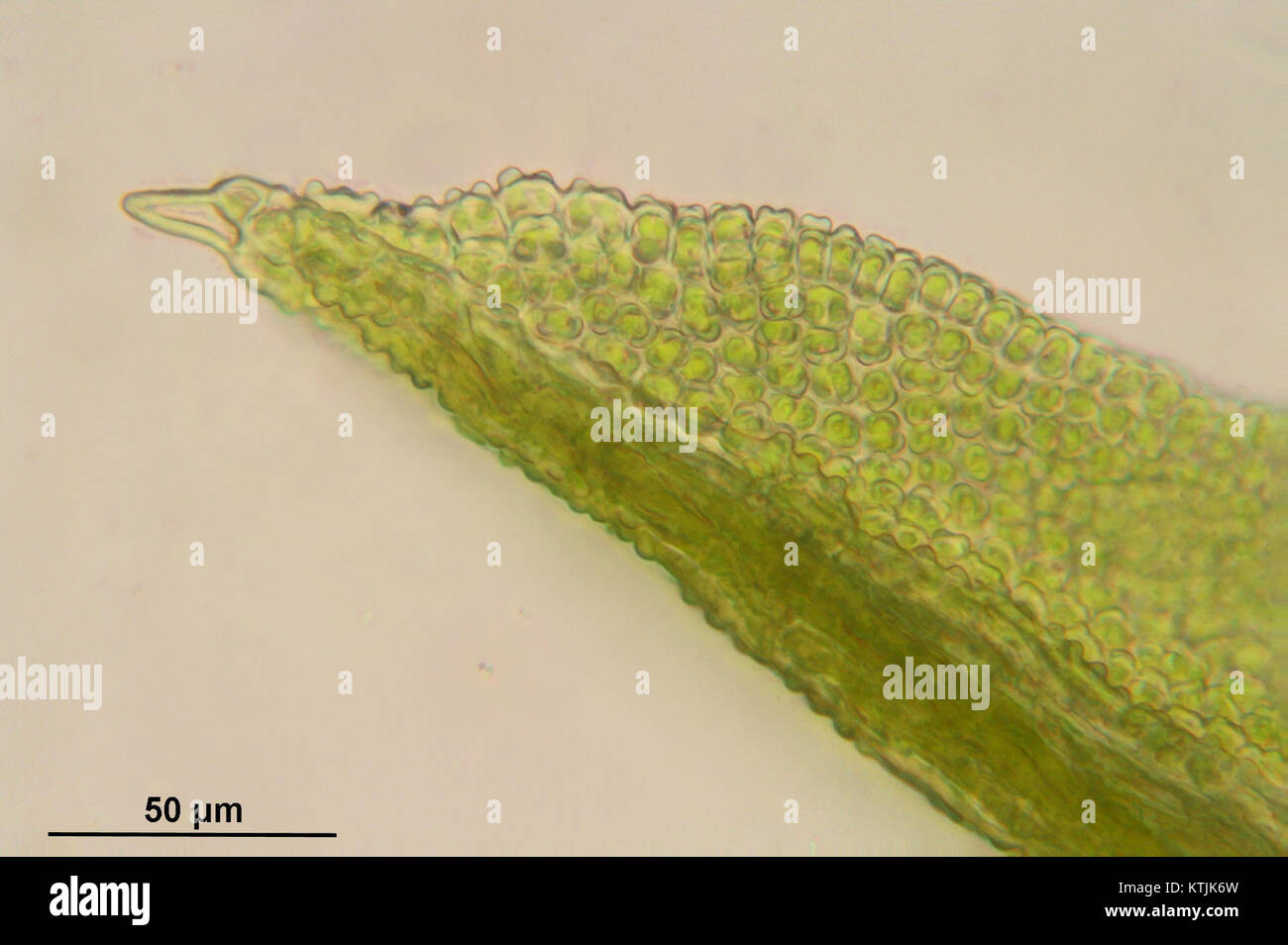 Barbula convoluta is a species of moss, known for its distinctive ...