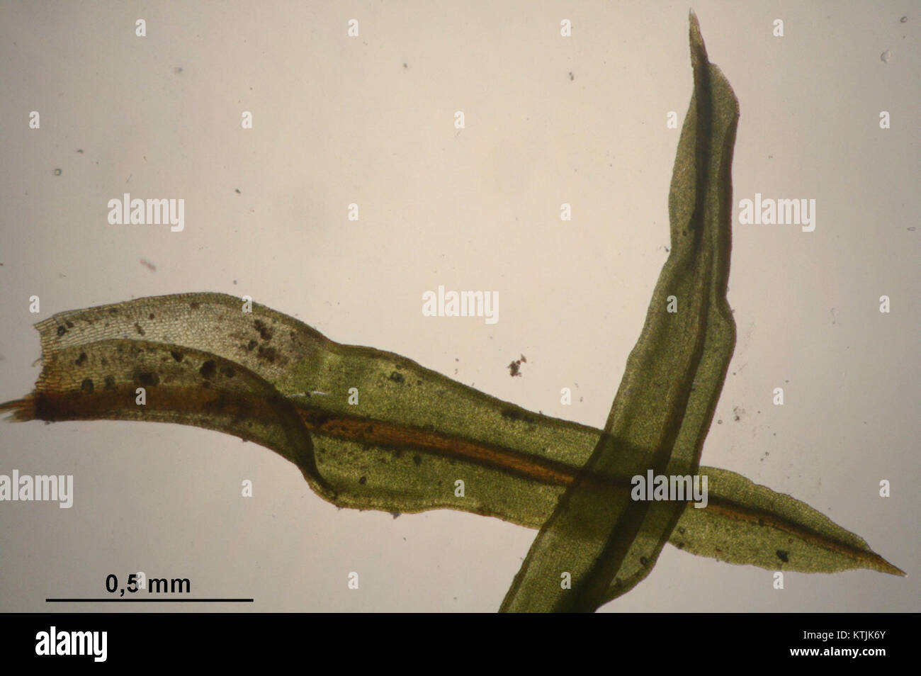 Barbula unguiculata, a species of moss, is identified by its unique ...