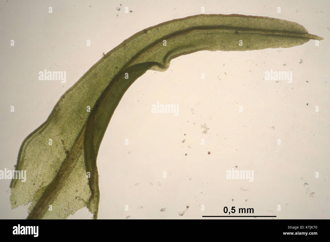 Barbula unguiculata is a species of moss identified by its unique ...