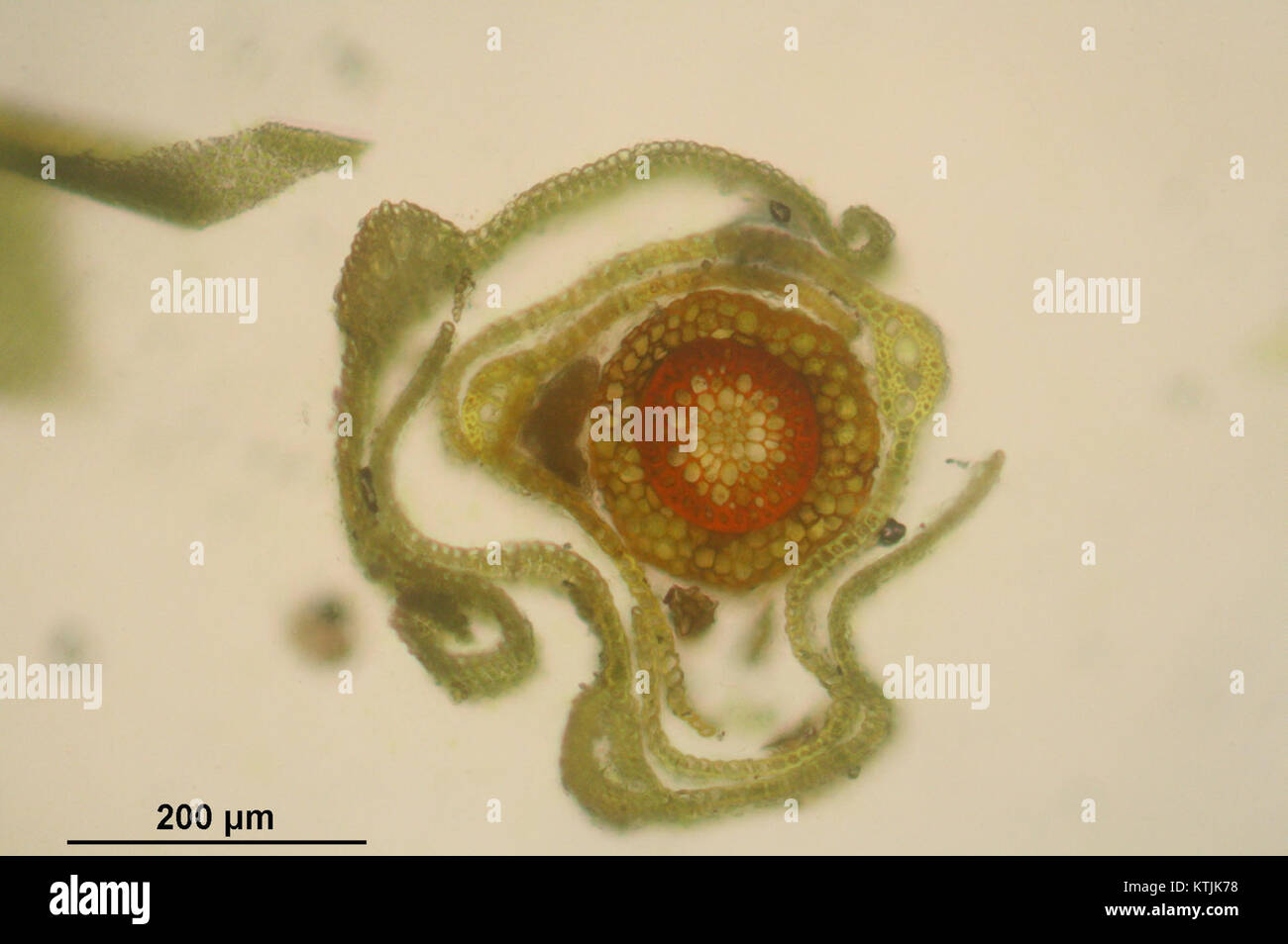 Barbula unguiculata is a species of moss that thrives in dry, rocky ...
