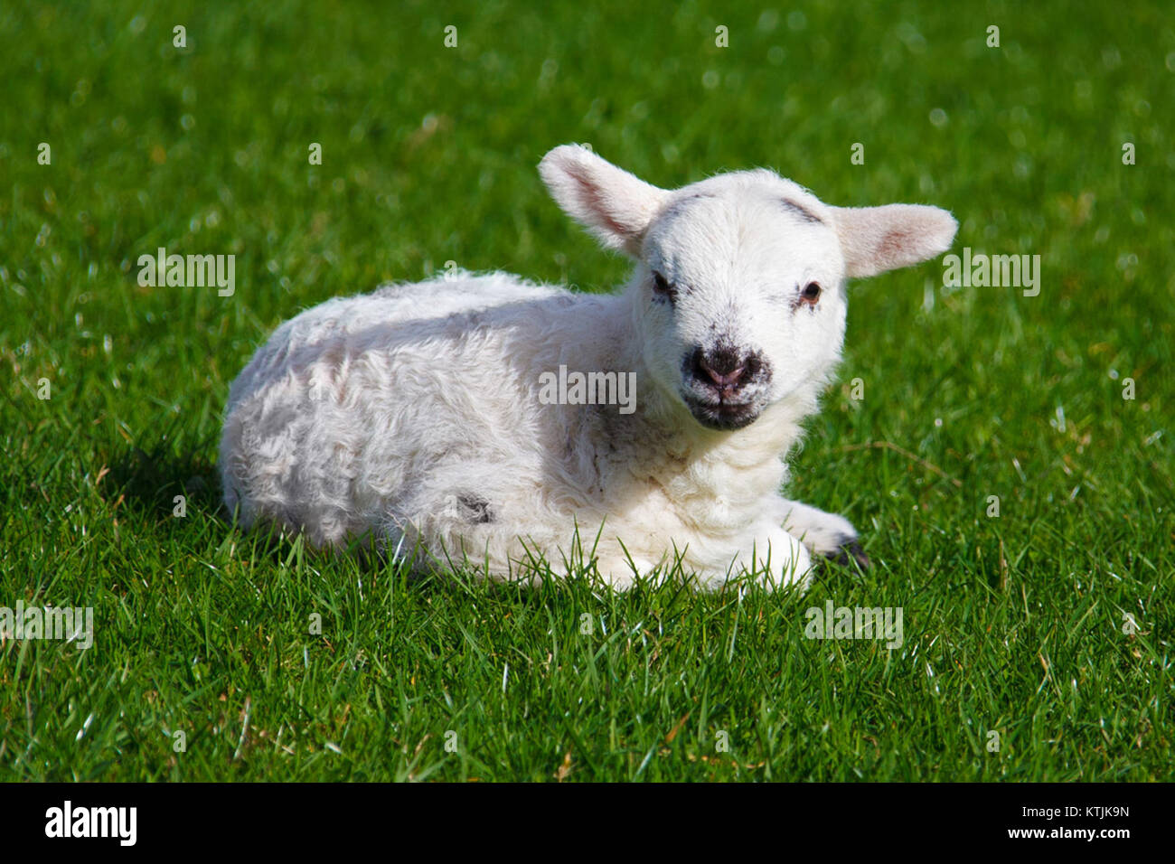 A baby lamb, also known as a lamb, is a young sheep that is typically ...