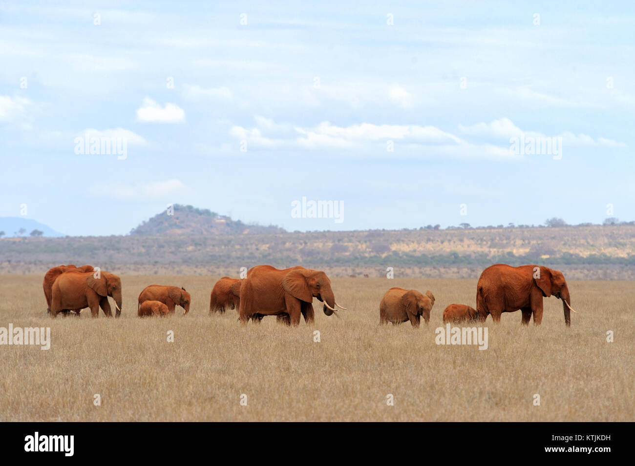 Elephant in National park of Kenya, Africa Stock Photo - Alamy