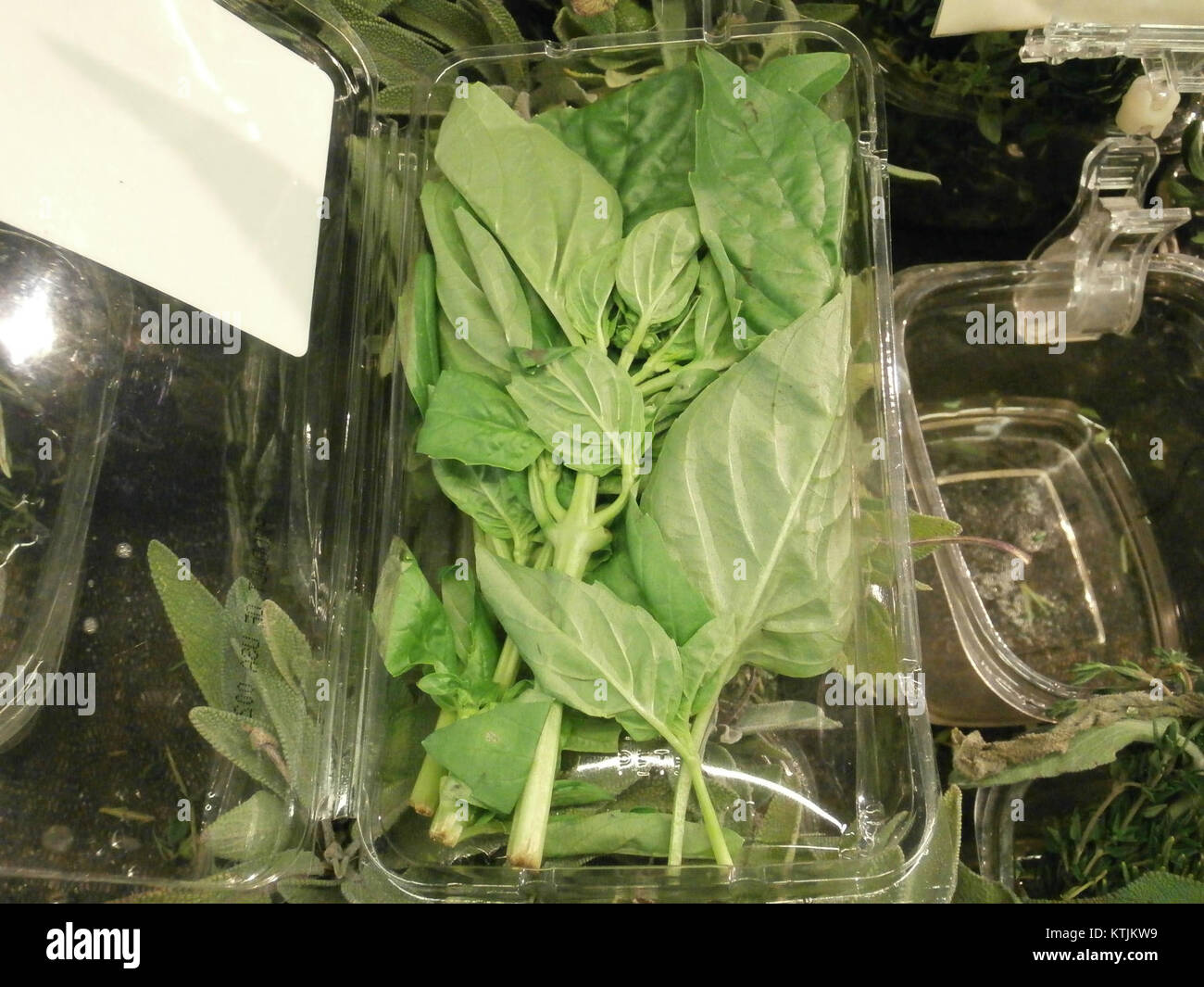 Basil, a popular culinary herb, is shown in a plastic box. The herb is ...