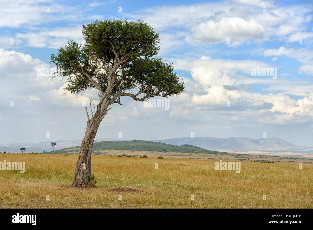Beautiful landscape with tree in Africa Stock Photo - Alamy