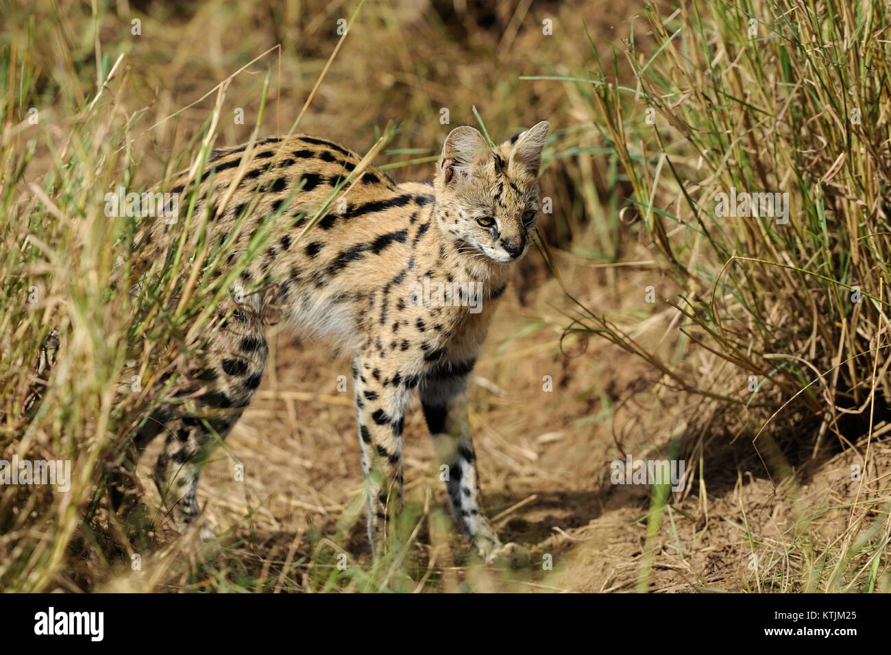 Serval cat (Felis serval) walking in the natural environment Stock ...
