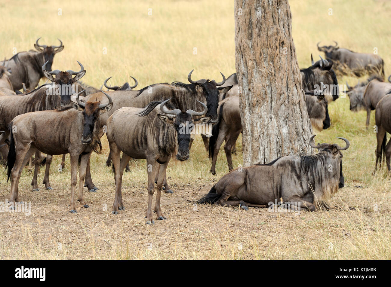 Wildebeest in National park of Kenya, Africa Stock Photo - Alamy