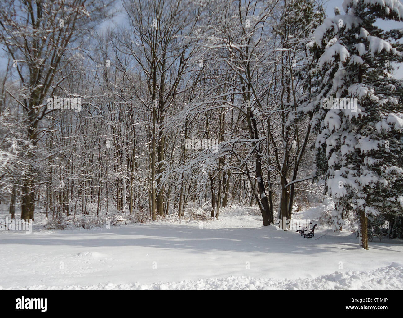 Library of trees hi-res stock photography and images - Alamy