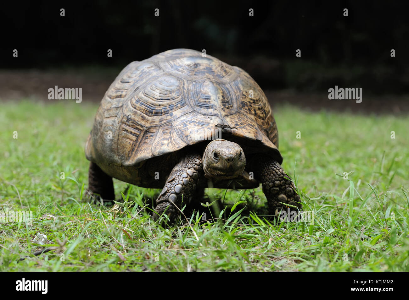 African sulcata tortoise hi-res stock photography and images - Alamy