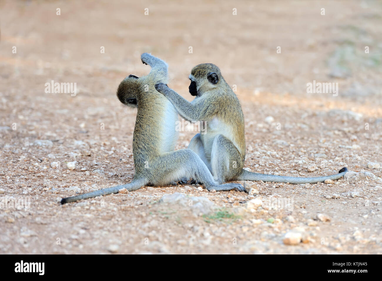 Monkey in southern africa hi-res stock photography and images - Alamy