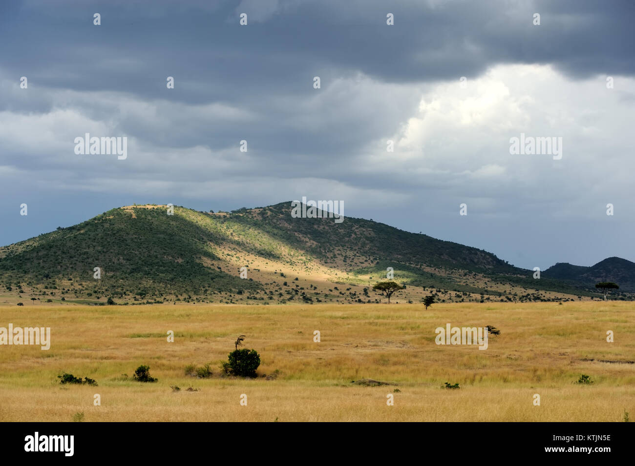 Savannah landscape in the National park of Kenya, Africa Stock Photo ...