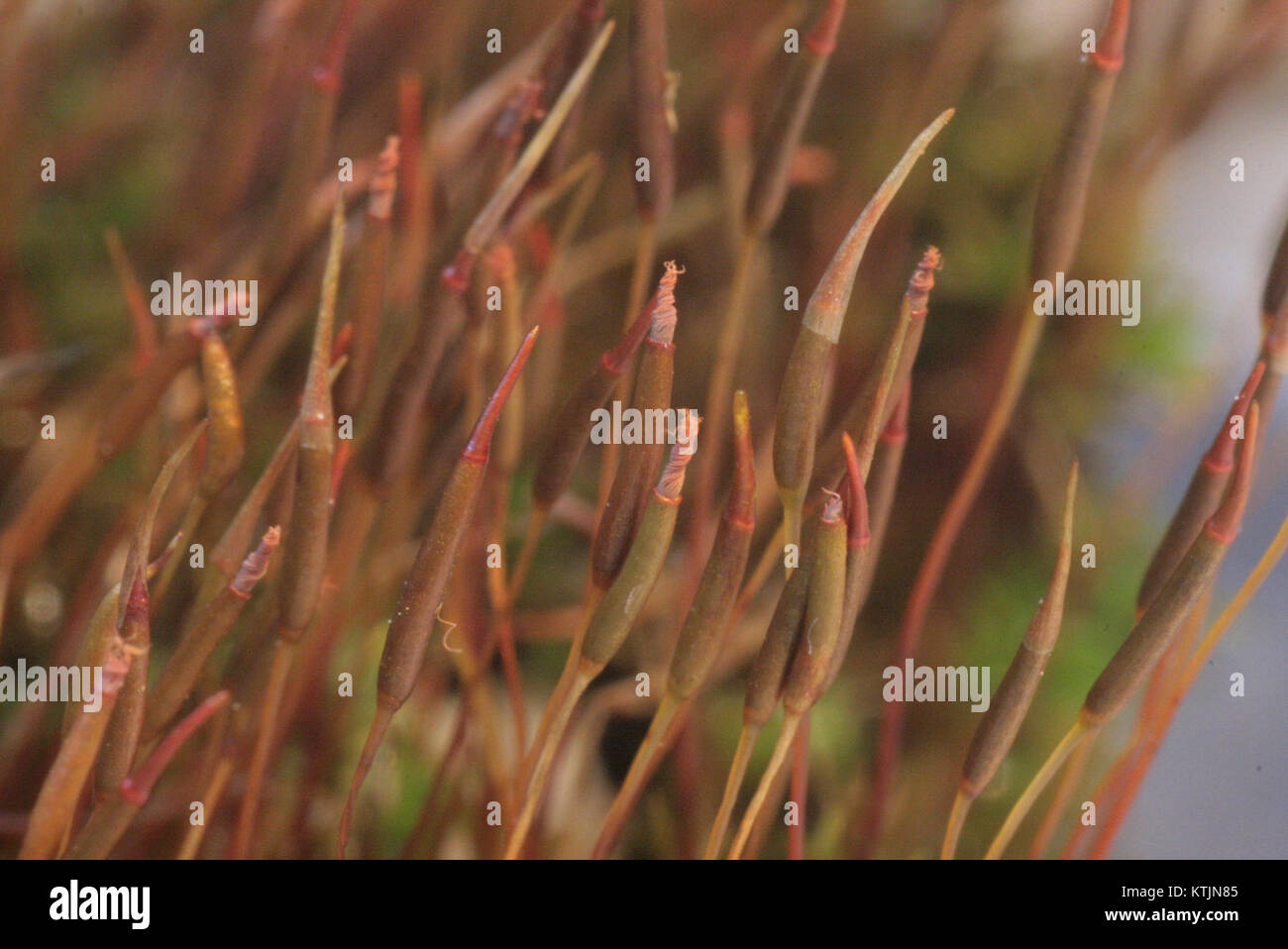 Barbula hi-res stock photography and images - Alamy