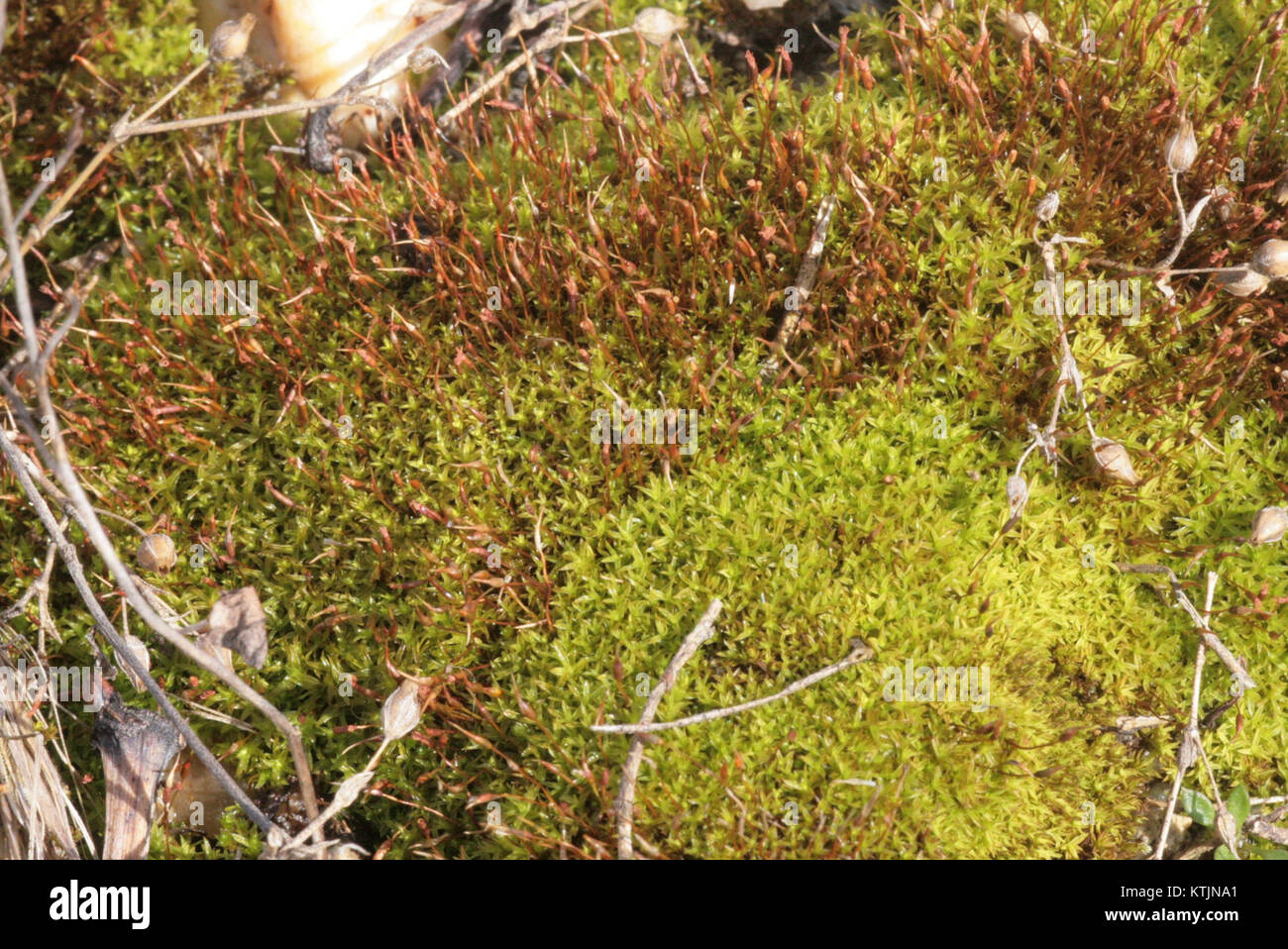 An image or reference to Barbula unguiculata, a species of moss, with ...