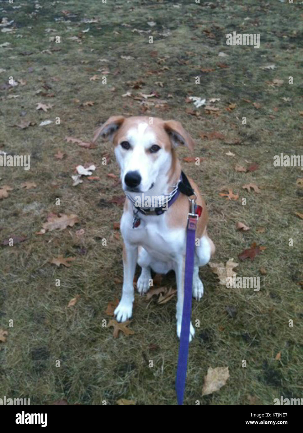 The Australian Roohound is a breed known for its energetic and loyal ...