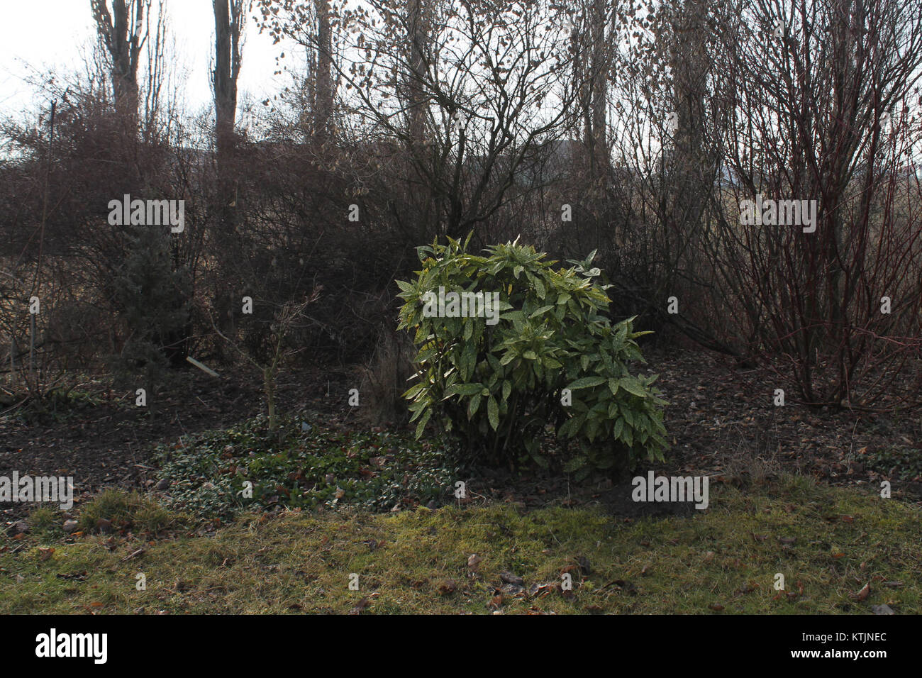 Japanese laurel aucuba japonica hi-res stock photography and images - Alamy