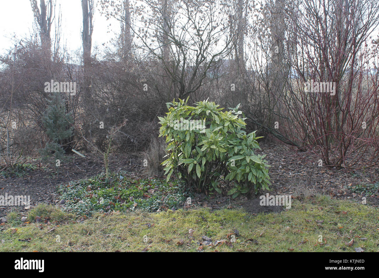 Aucuba japonica, commonly known as Japanese laurel, is an evergreen ...