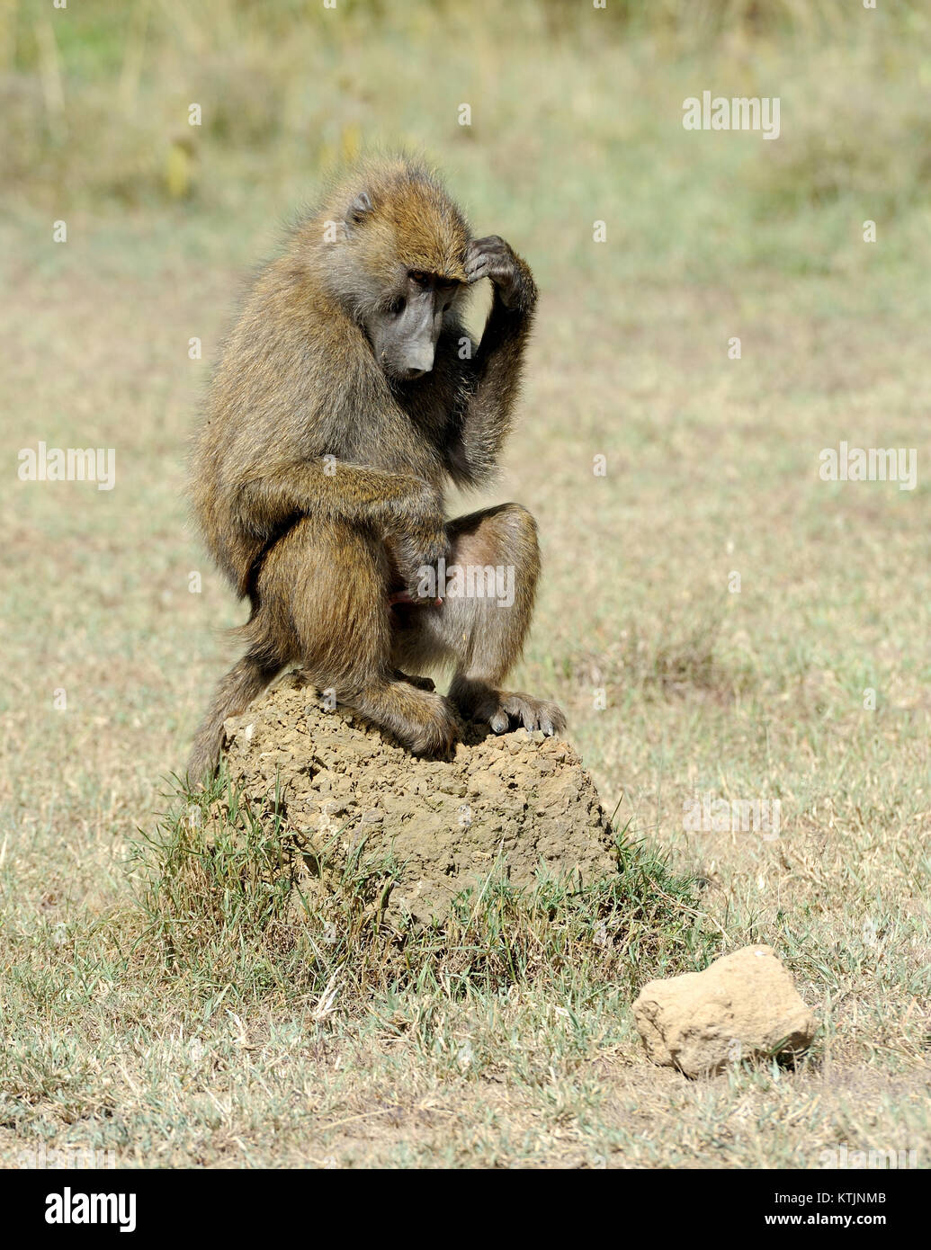 Baboon on hill in National park of Kenya, Africa Stock Photo - Alamy