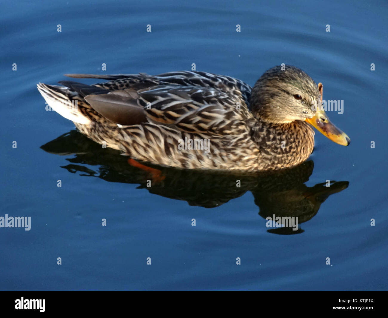 Largest freshwater lake in hi-res stock photography and images - Alamy