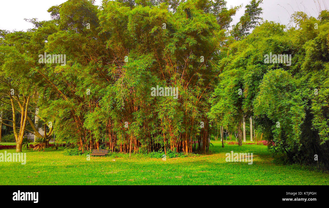 Bambusa vulgaris, a species of bamboo, is featured at the SÃ£o Paulo ...