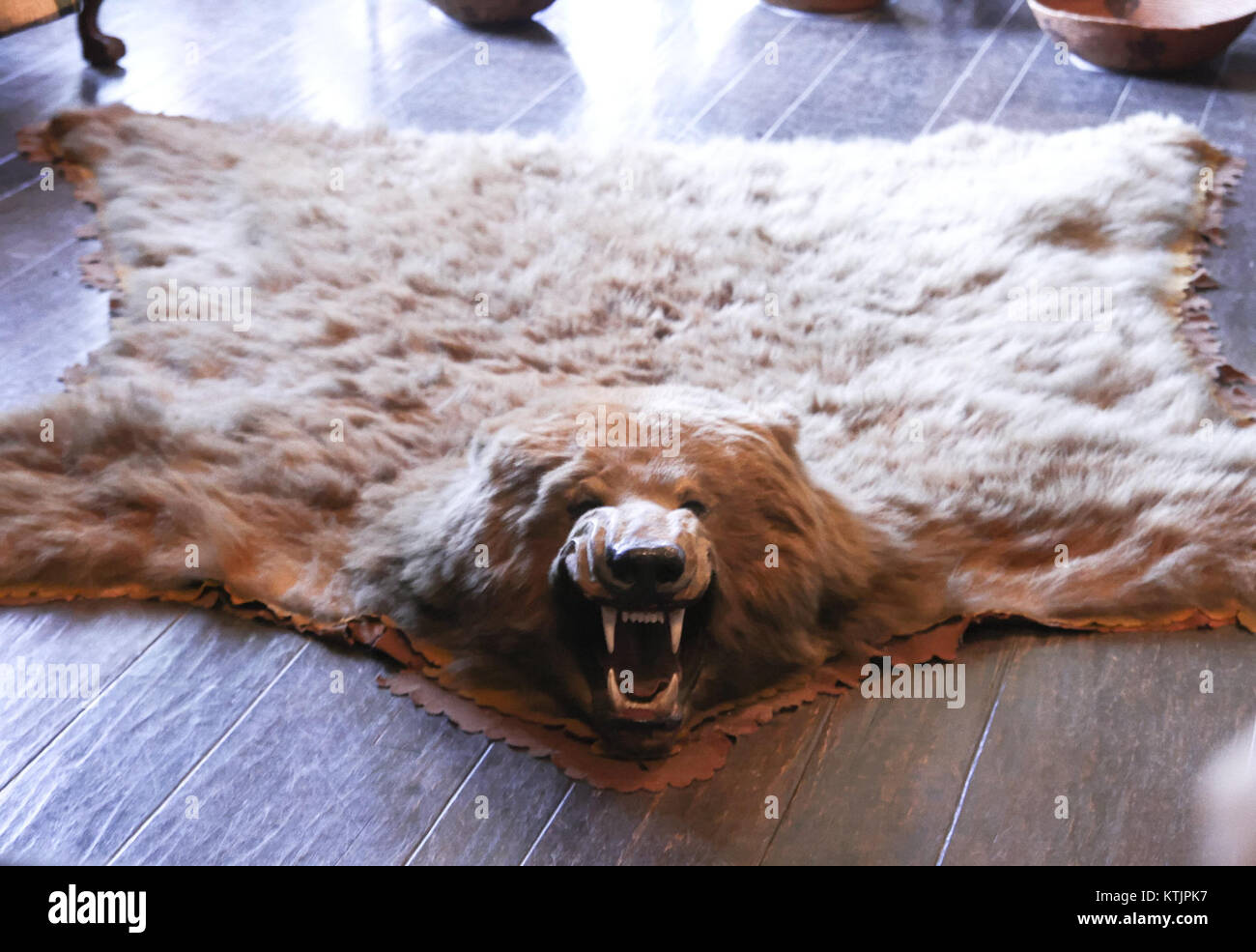 A bearskin rug is a decorative item made from the pelt of a bear, often ...