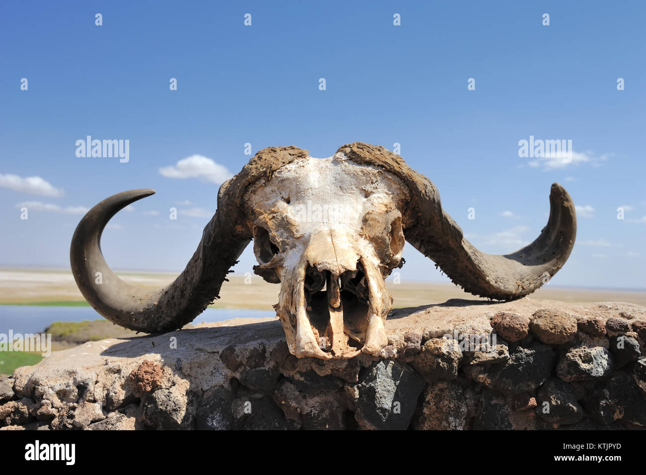 Anatomy cow skeleton hi-res stock photography and images - Alamy