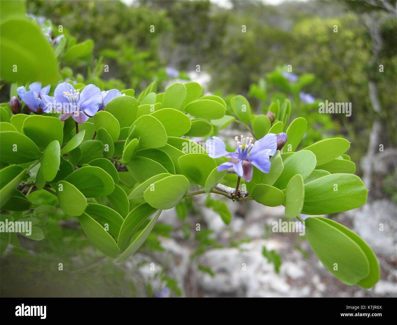 A photograph of the Bahamas taken in 2009, showcasing its clear blue ...