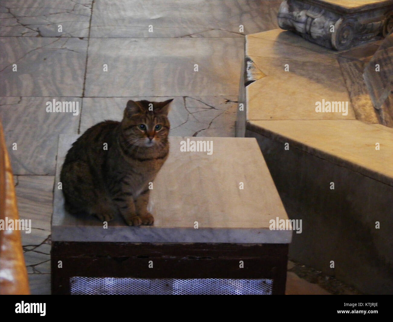 Gli the cat hi-res stock photography and images - Alamy