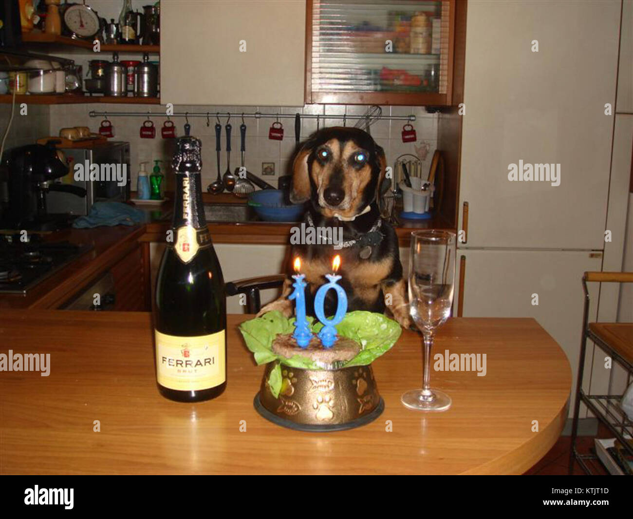 The Short-haired Dachshund, also known as Bassotto Nano a Pelo Corto ...