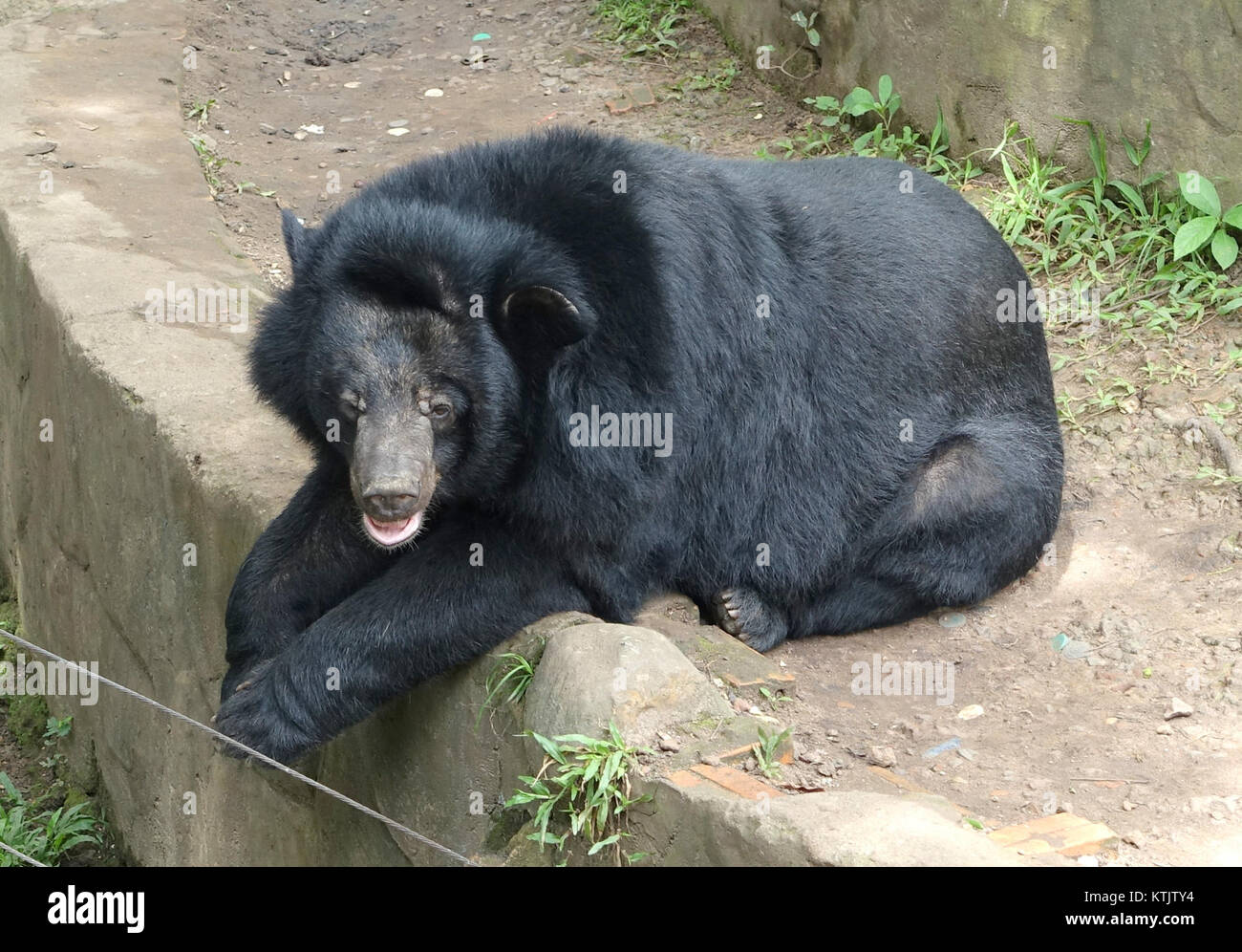 This image shows a bear at the Saigon Zoo and Botanical Gardens in Ho ...