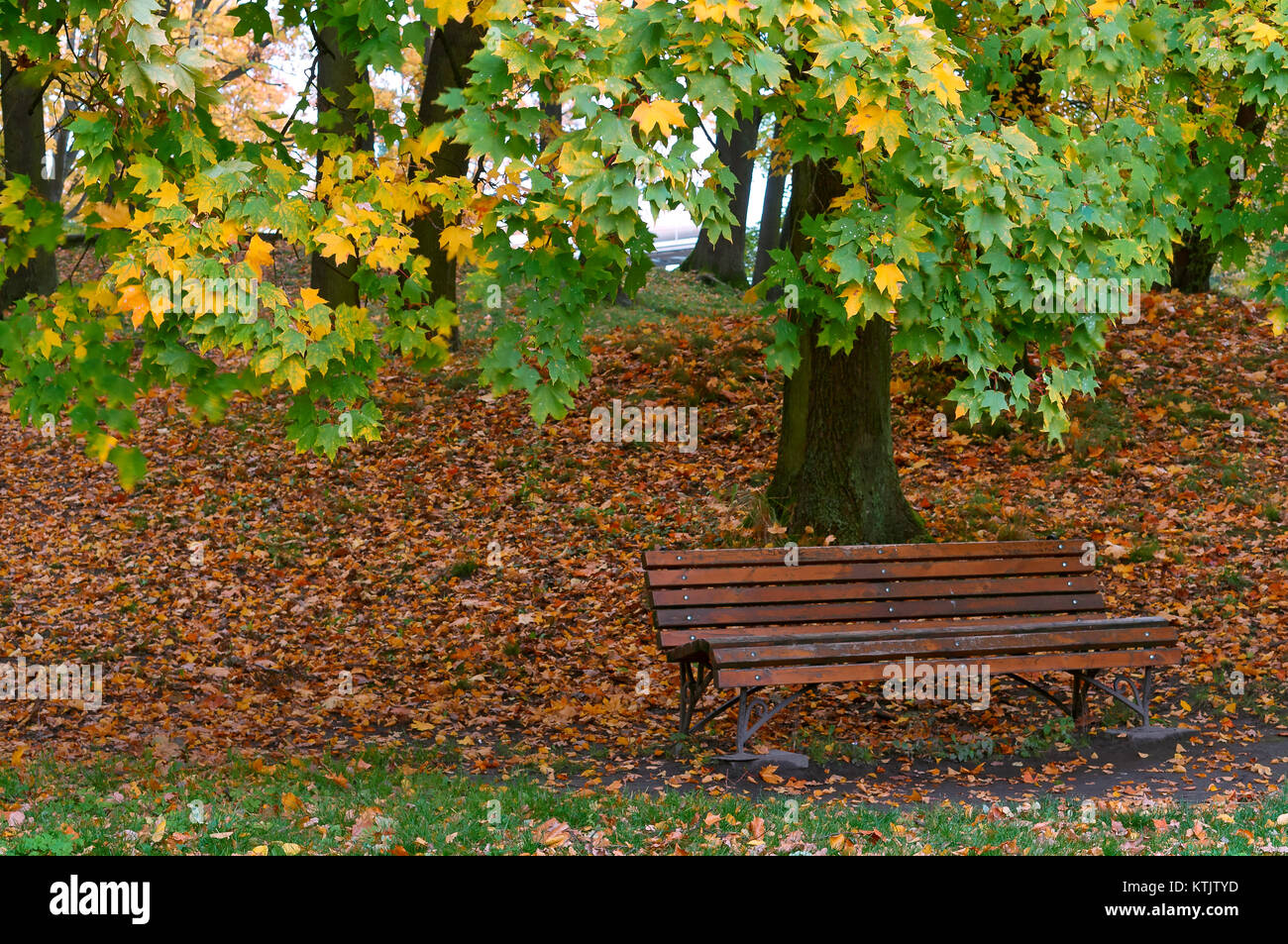 wooden bench in the forest, bench made of logs Stock Photo - Alamy