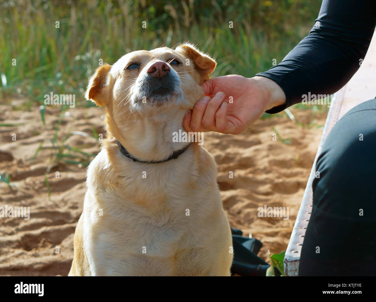 caress the dog, to stroke the dog Stock Photo - Alamy