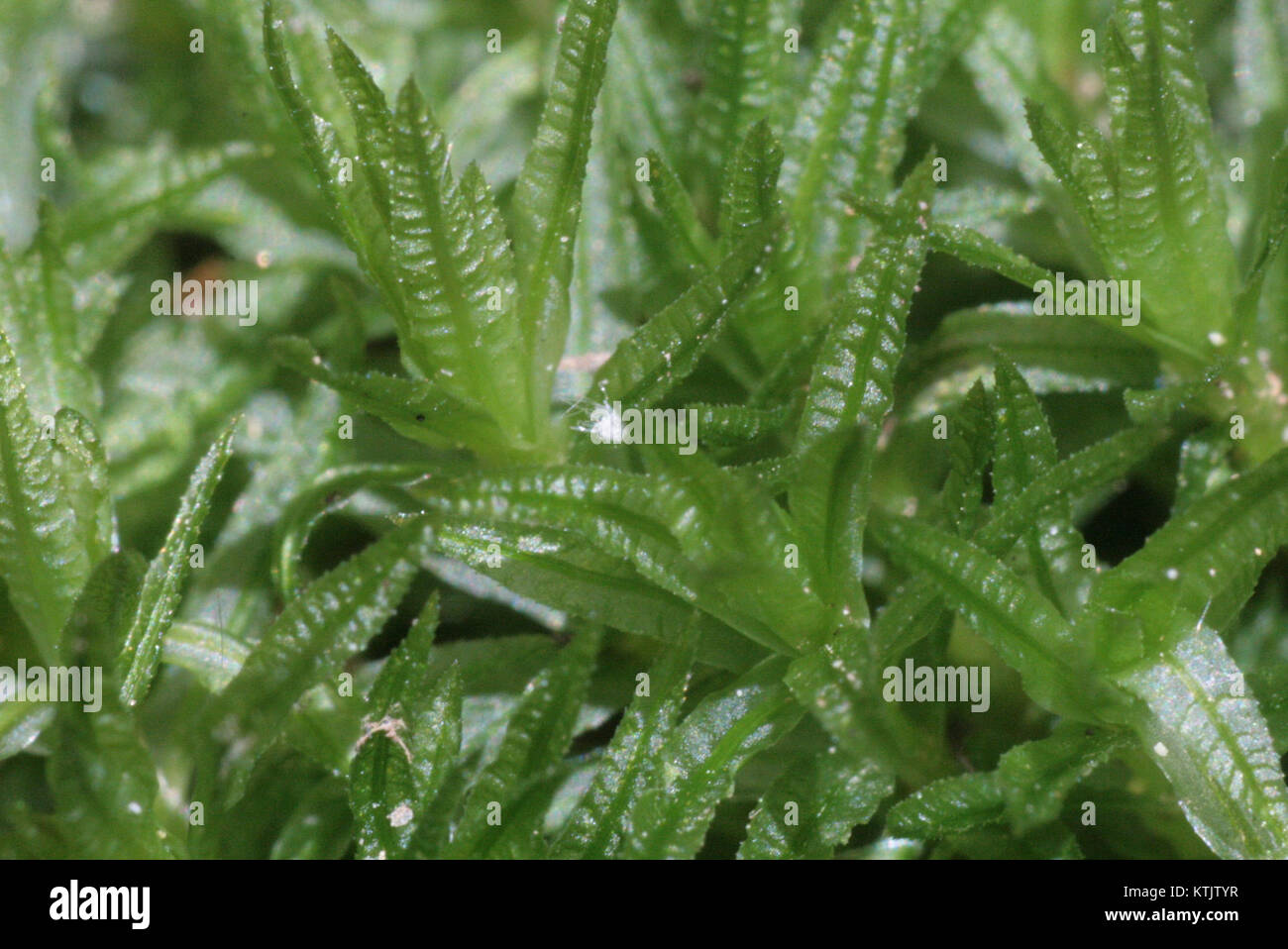 Atrichum undulatum is a species of moss native to temperate regions ...