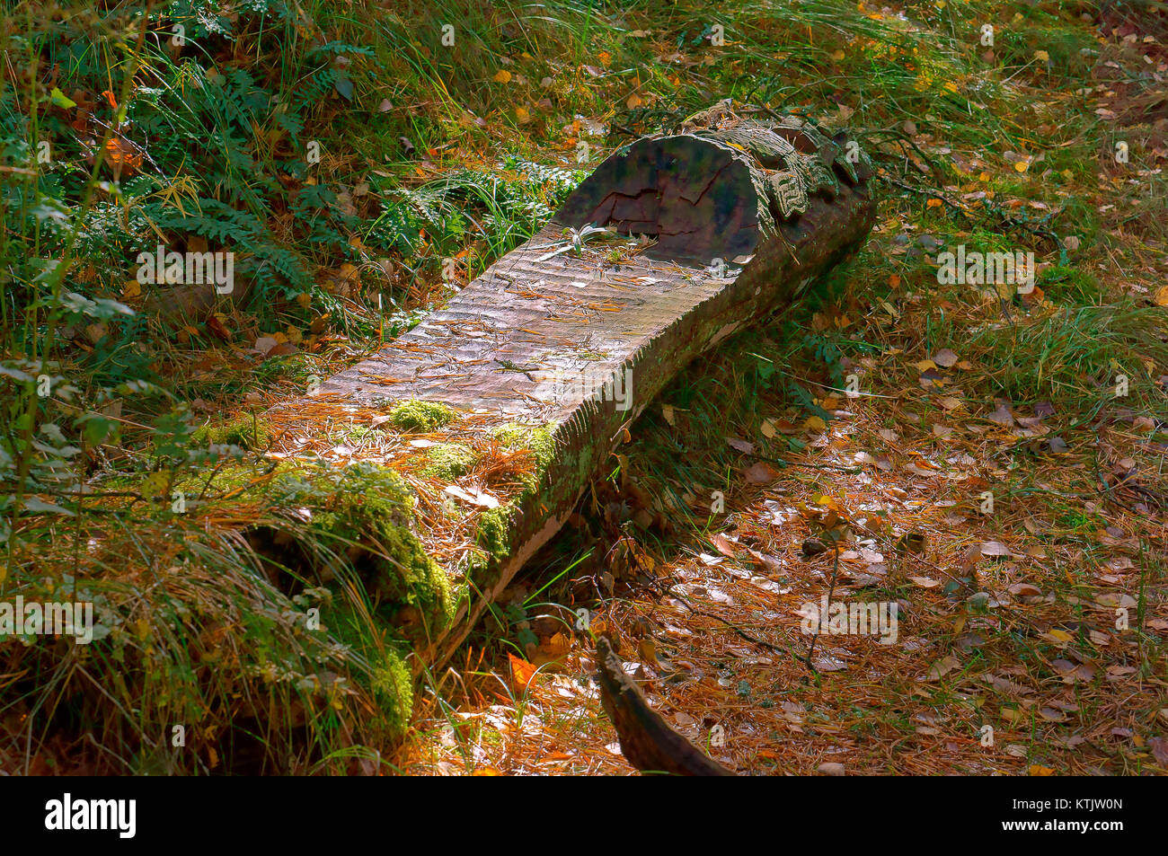 wooden bench in the forest, bench made of logs Stock Photo - Alamy