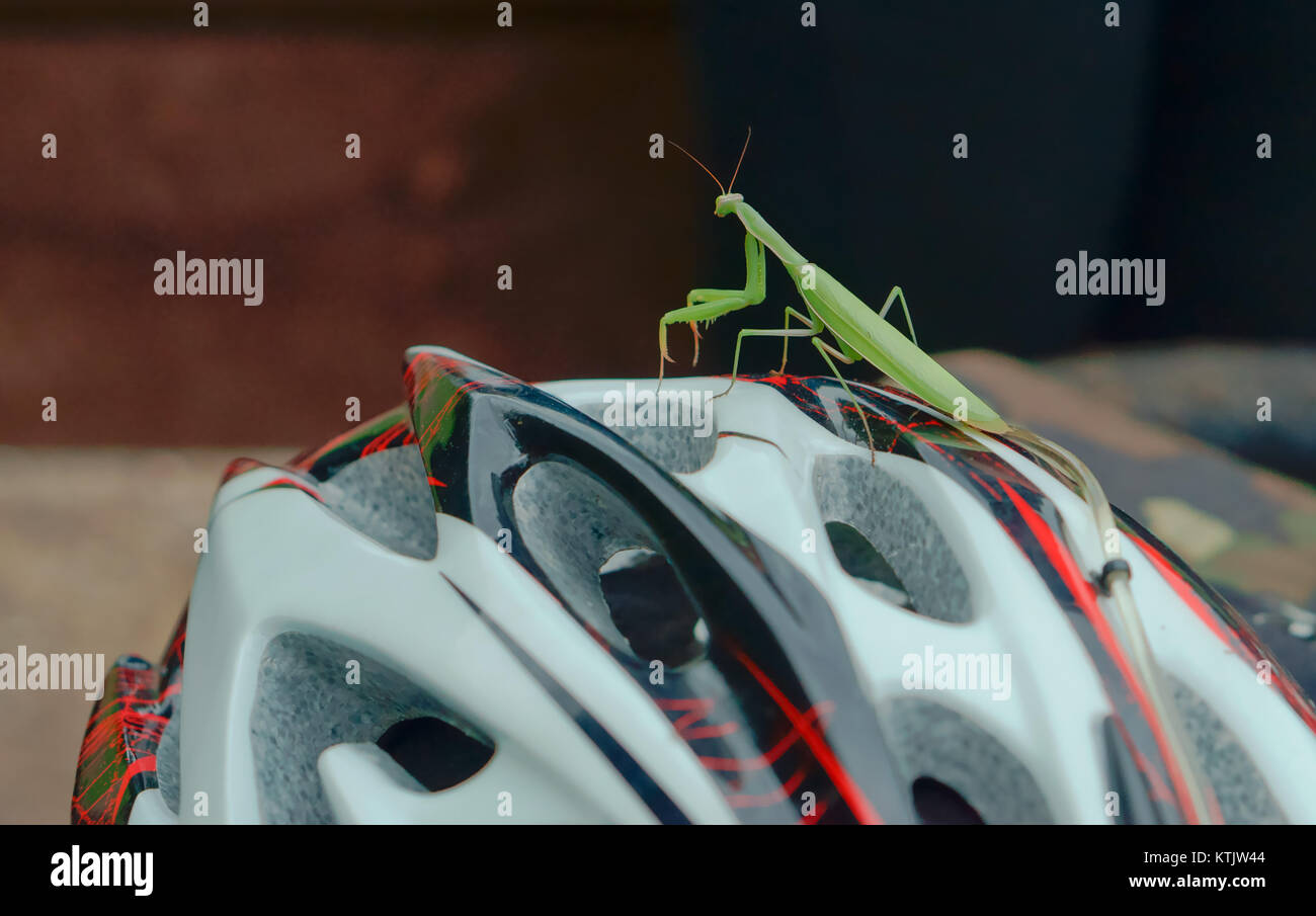 Mantis bike hi-res stock photography and images - Alamy