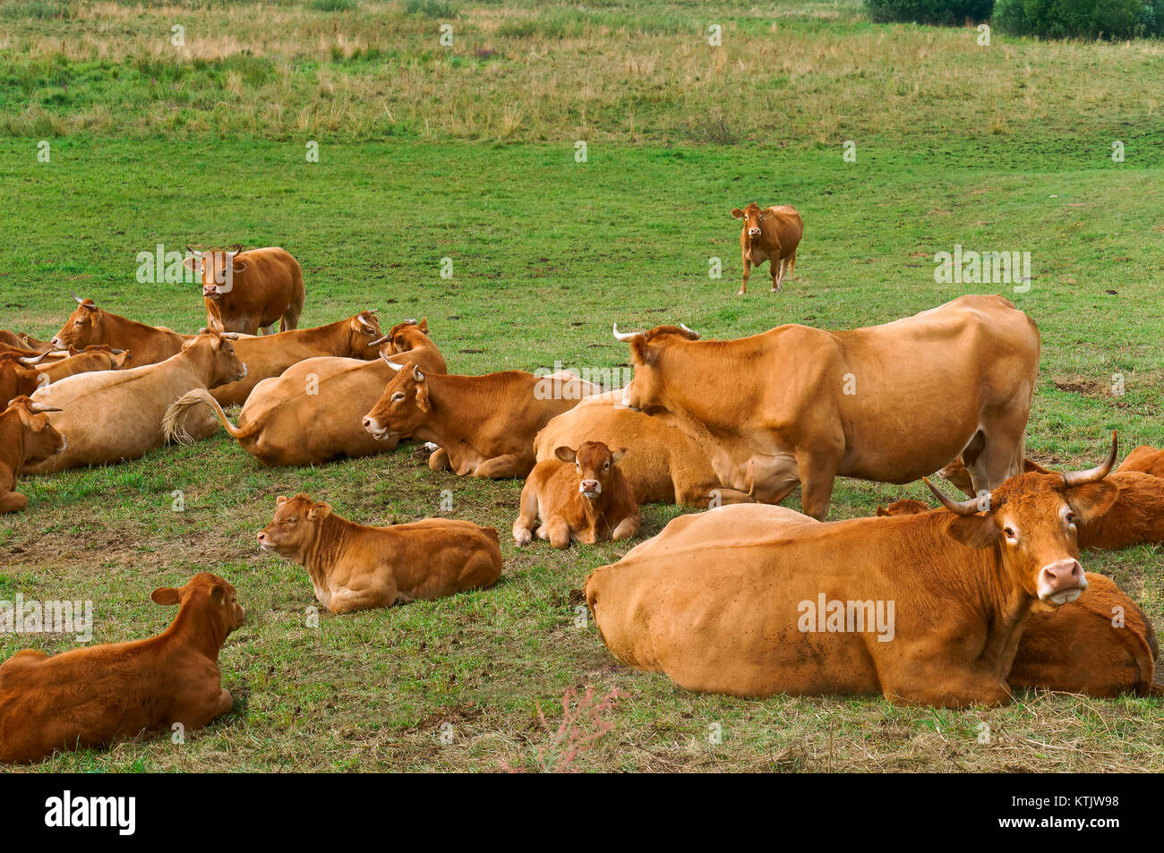 red cows on a green pasture, cows in meadows Stock Photo - Alamy
