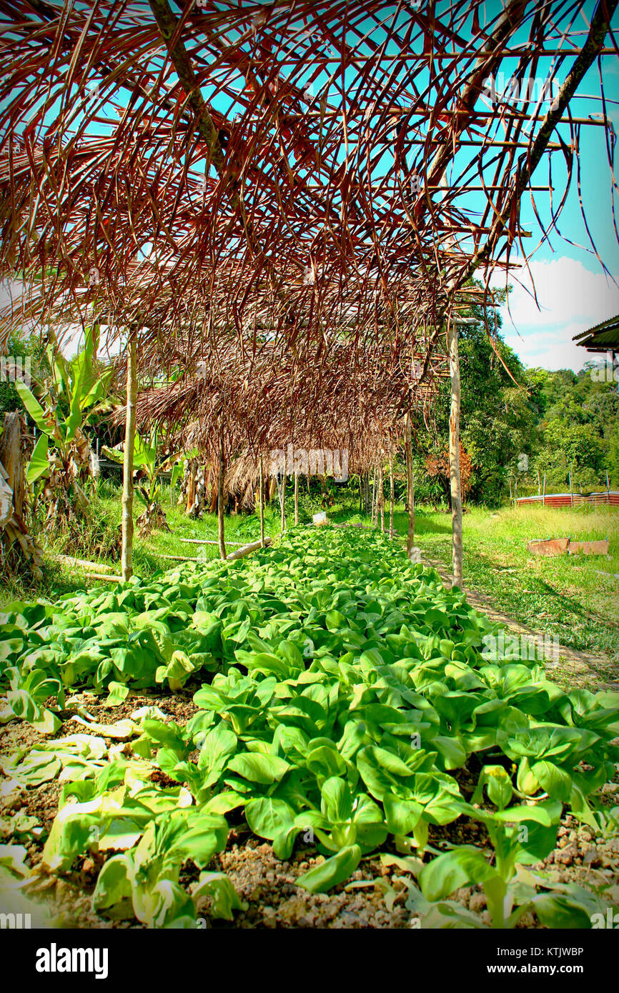 Bario Food refers to the traditional cuisine of the Bario region in ...