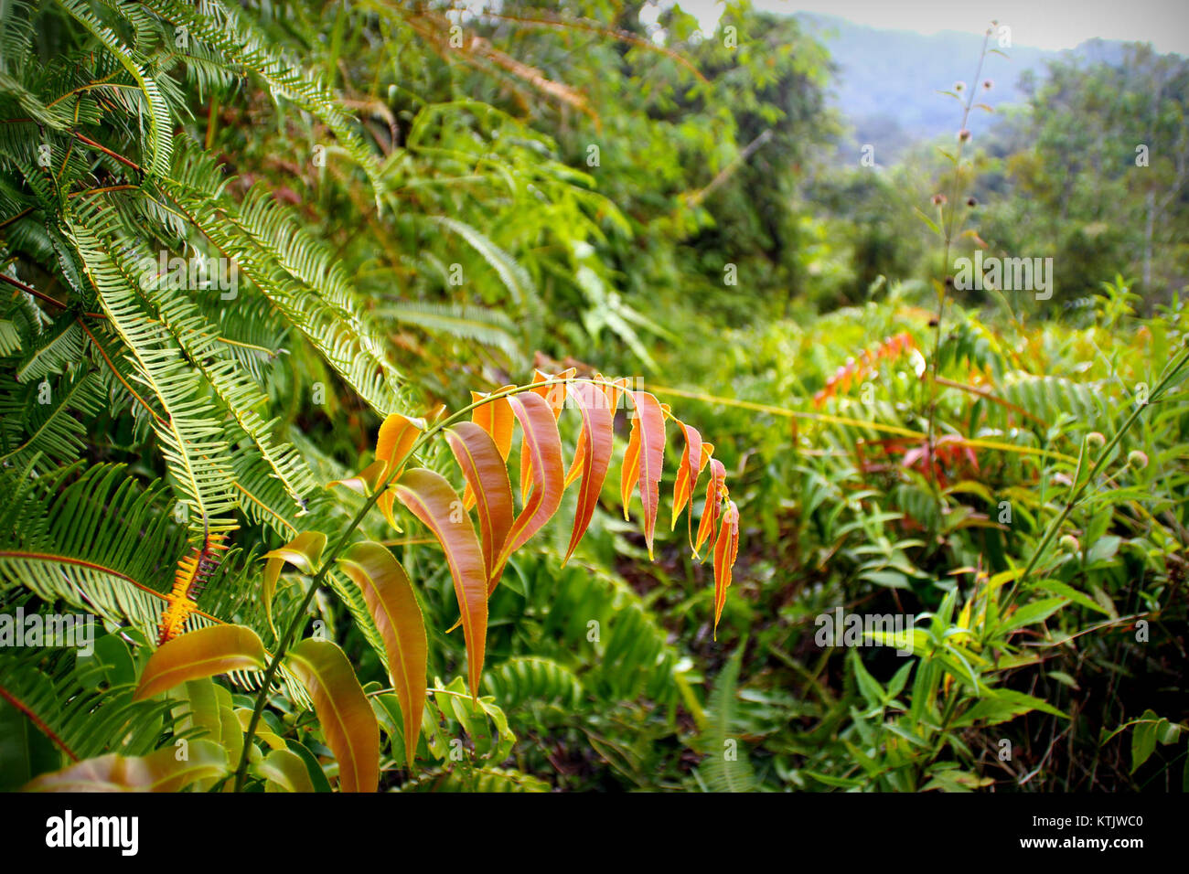 A dish from Bario, showcasing the region's unique culinary style and ...