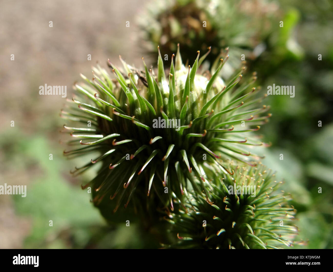 Bardane hi-res stock photography and images - Alamy