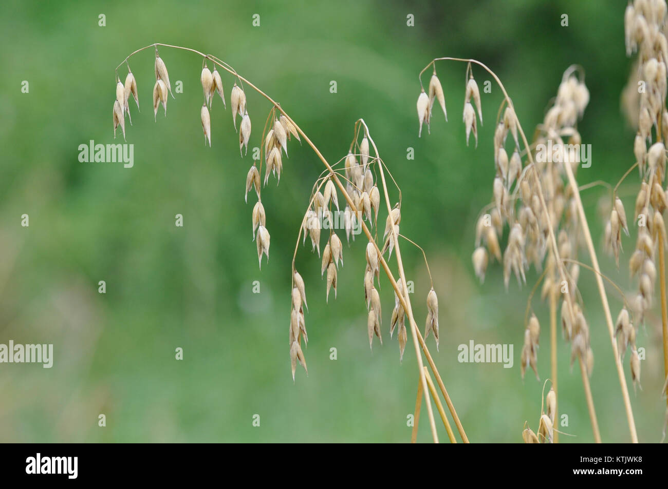 Avena sativa, commonly known as oat, is a cereal plant widely ...